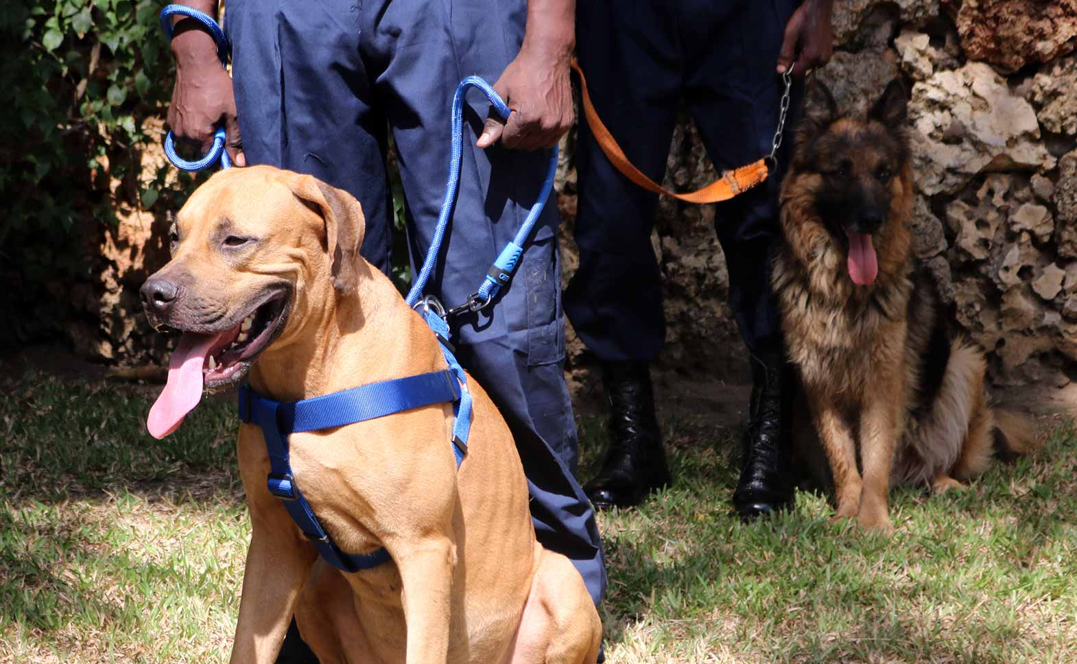 How Canine Units Strengthen Security Operations in Kenya - Solvit ...